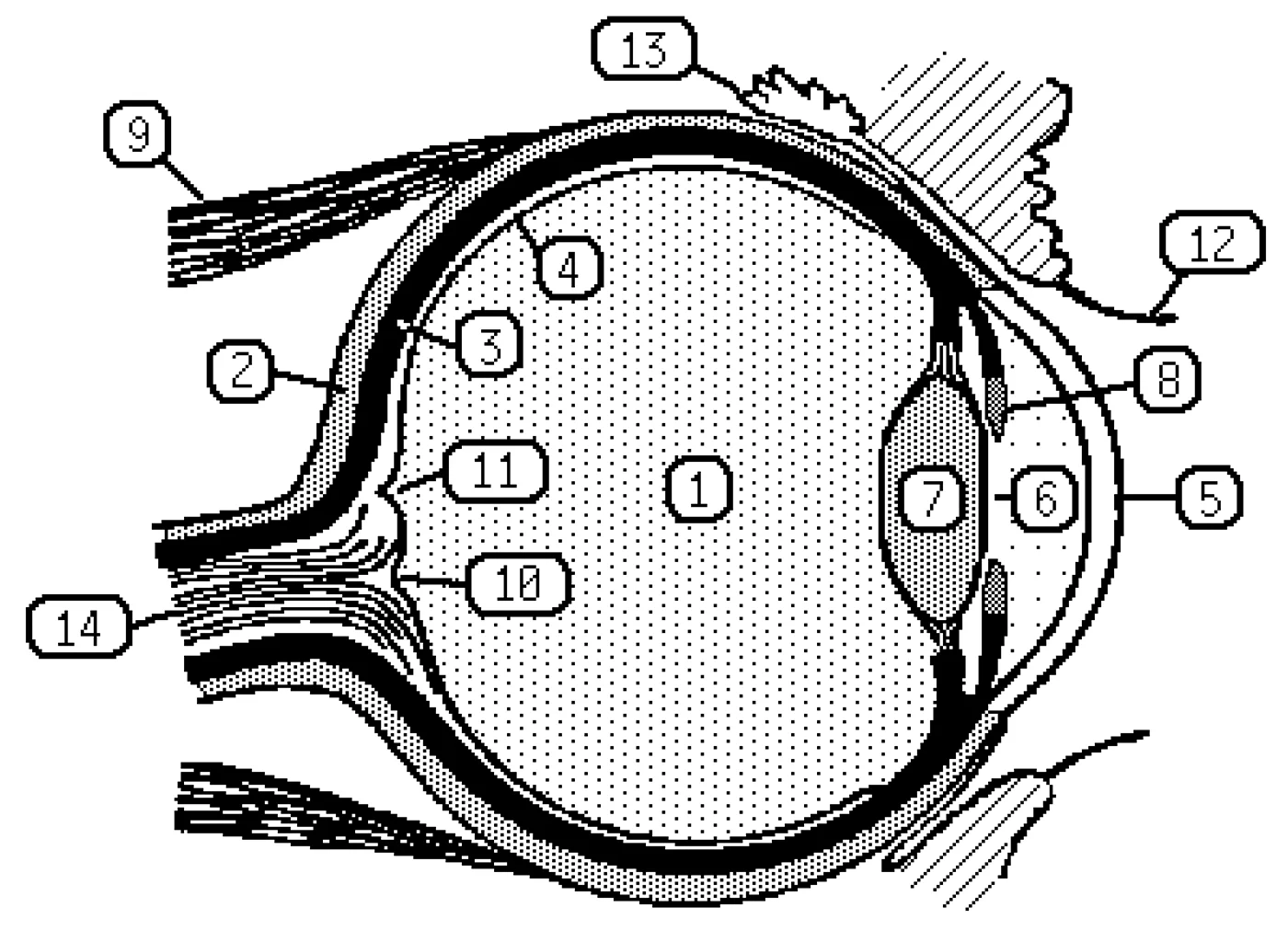 Le SMAKY Infini libre – SMAKY